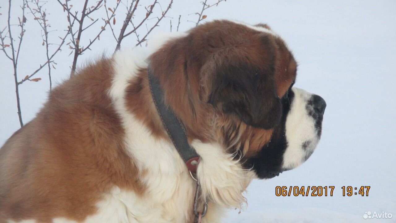 Сенбернар-кабель