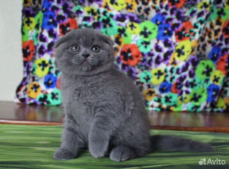 Ми-ми-мишки