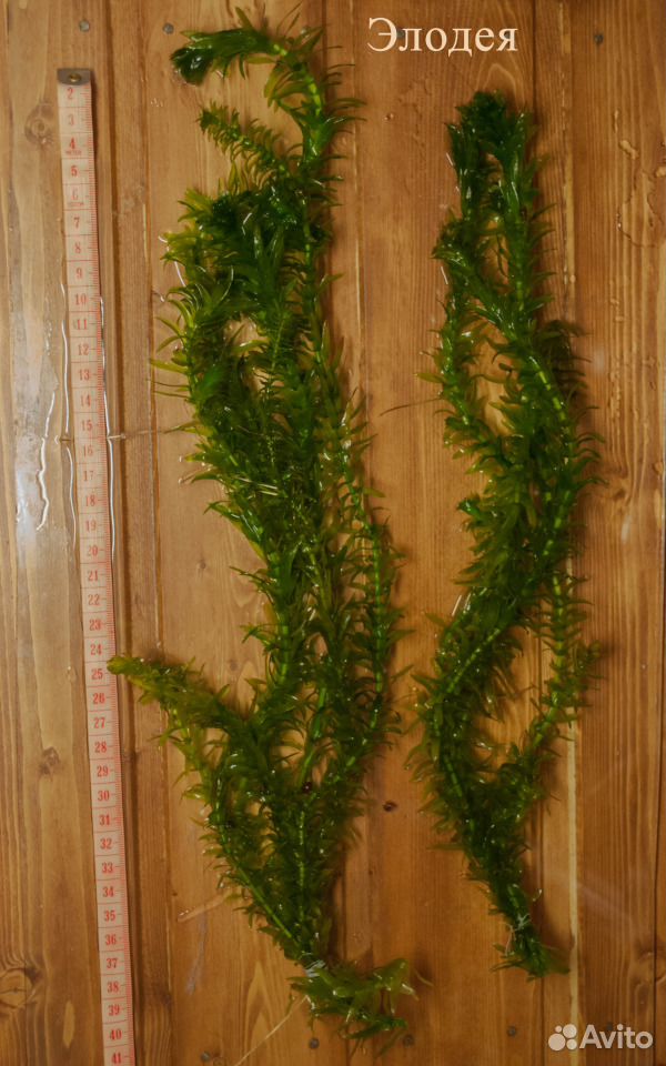 Аквариумные растения