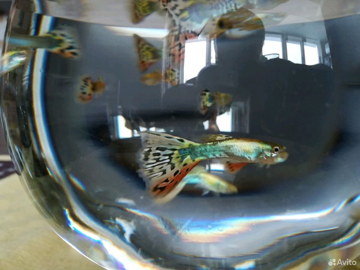 Гуппи рыбки