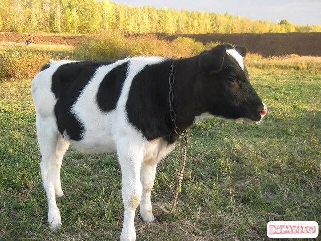 Телята бычки породистые мясные и поместные от 2нед