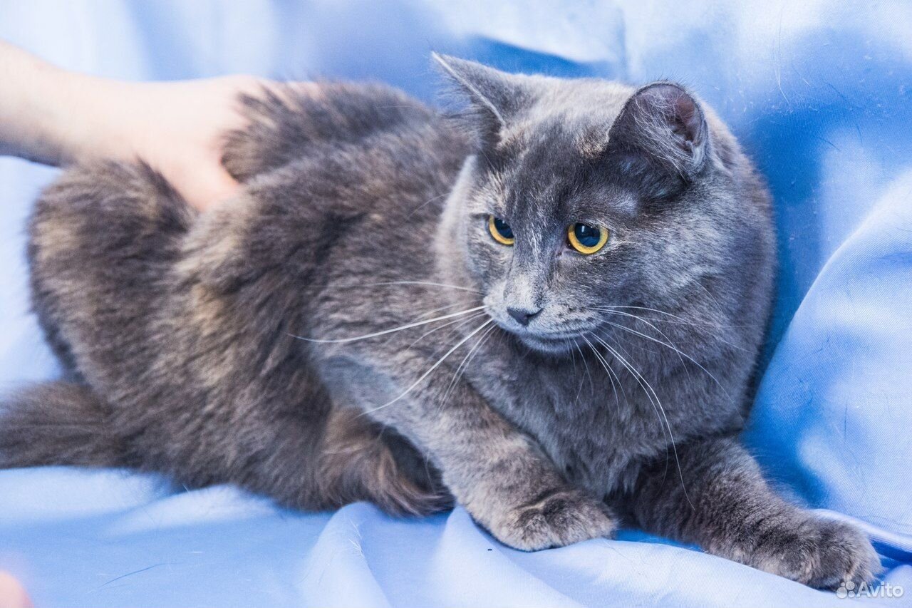 Шикарная голубокремовая кошечка Стеша ищет дом
