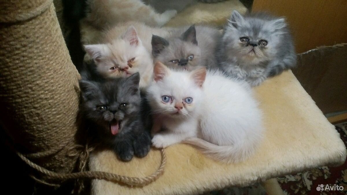 Персидские экзотические мальчишки