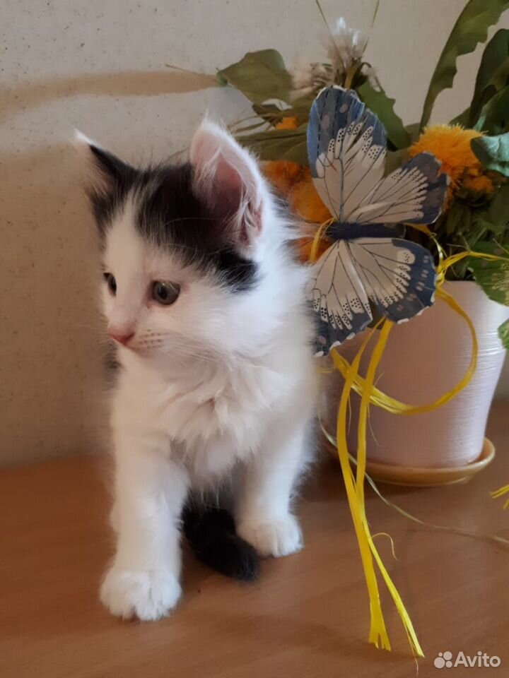 Котенок мальчик Турецкая ангора + Сибирский ч/б