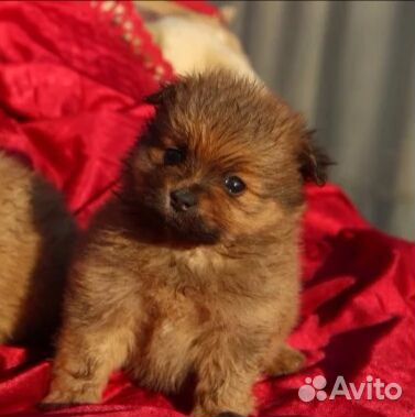 Мини Смурфики, мишки помчики