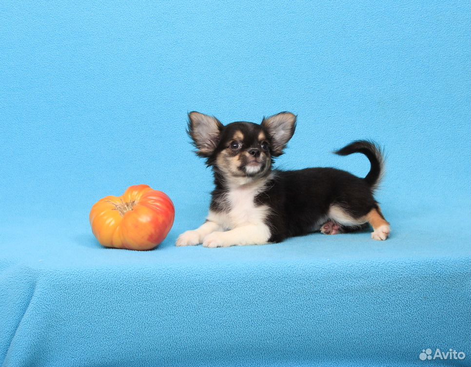 Черная дл/ш девочка