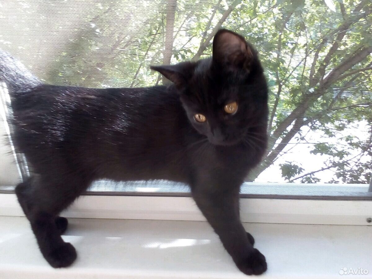 Отдам котенка девочку 3 мес