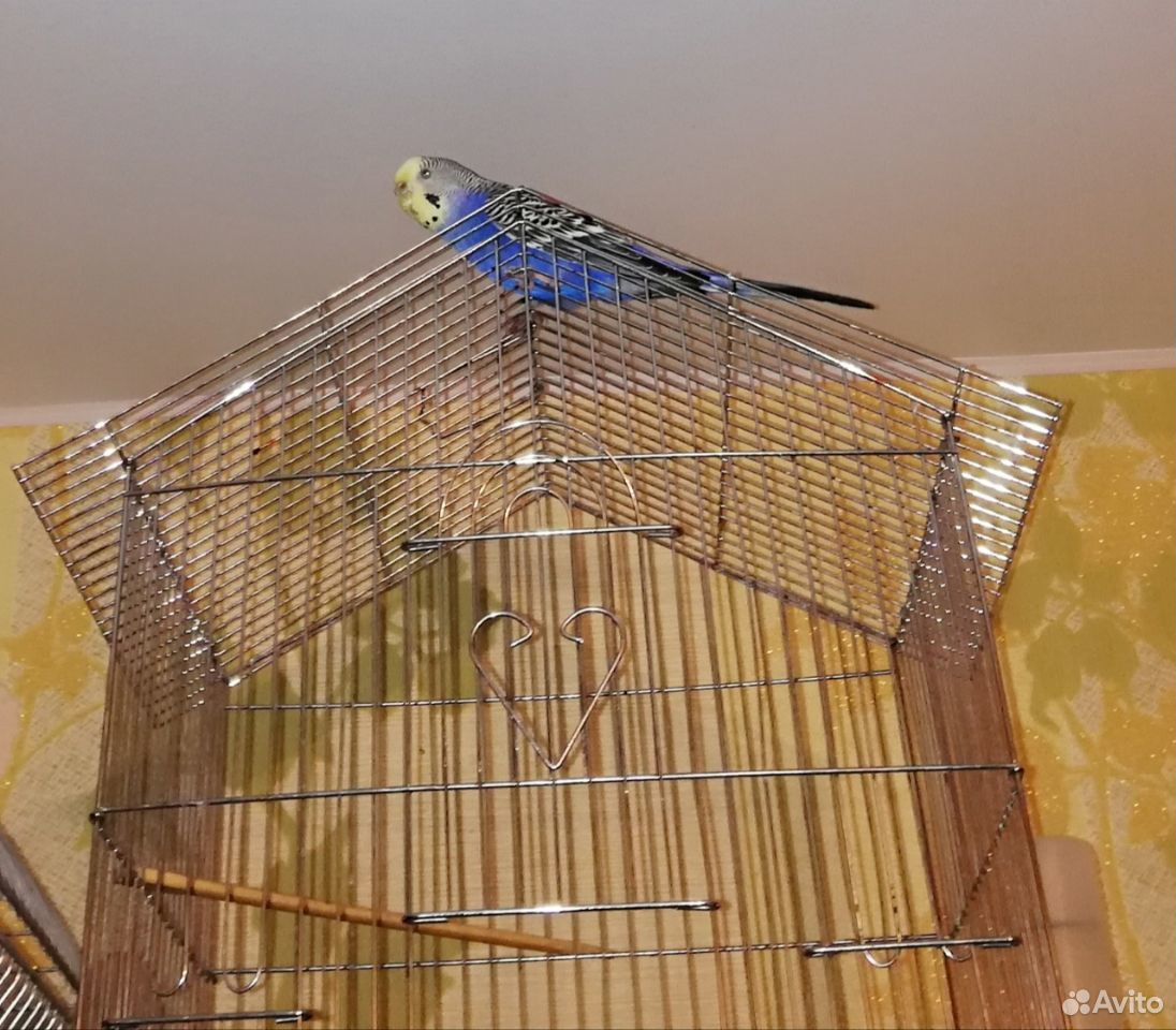 Обменяю или продам, волнистый попугай