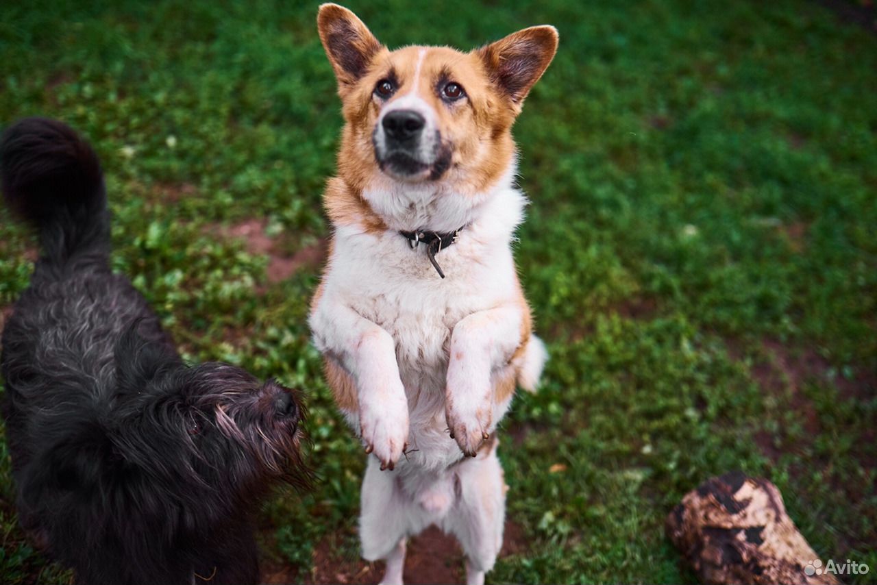 Самая милый пёс в добрые руки