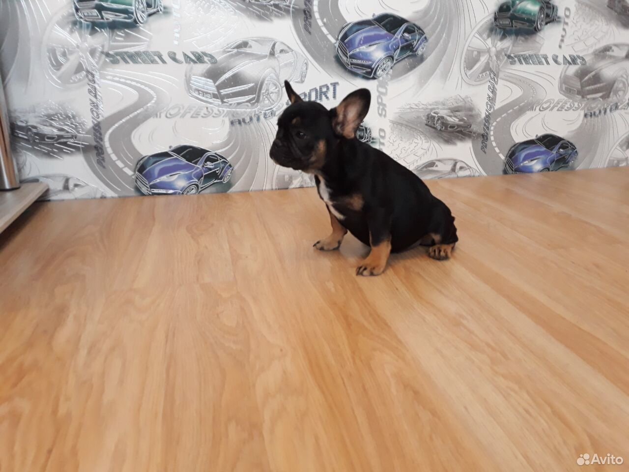 Француженка редкого окраса