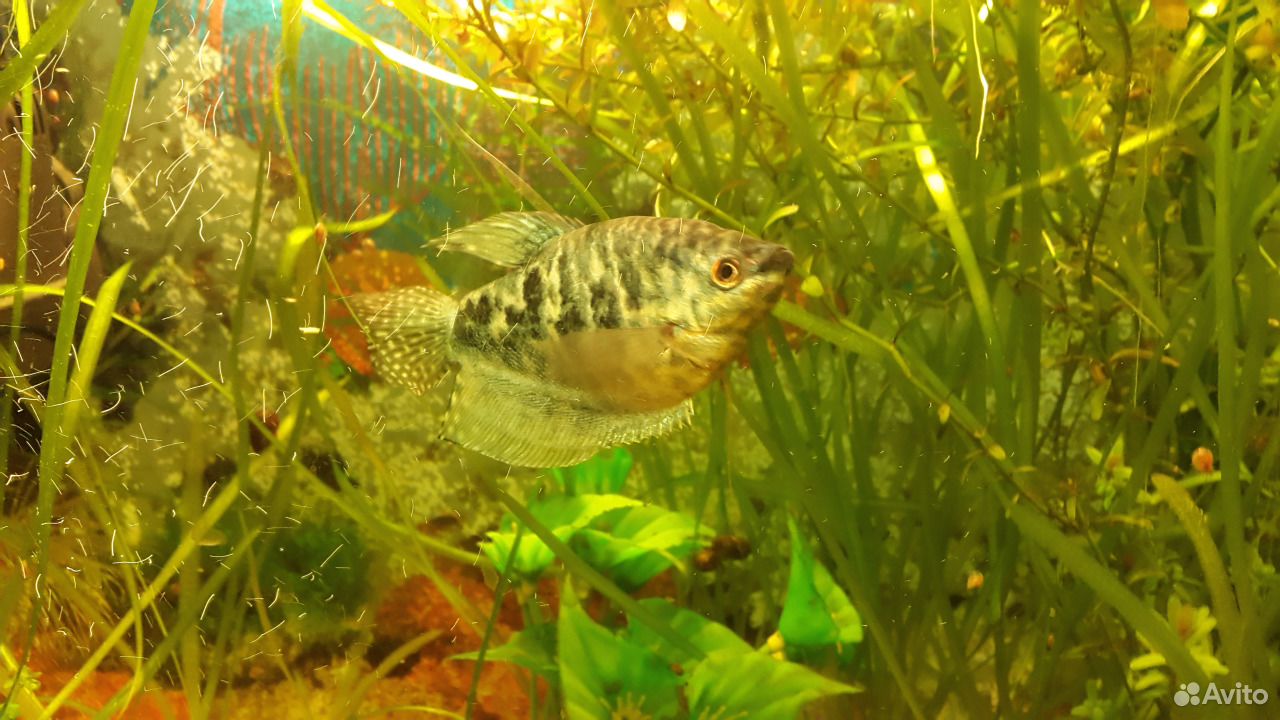Гурами мраморный, отдам