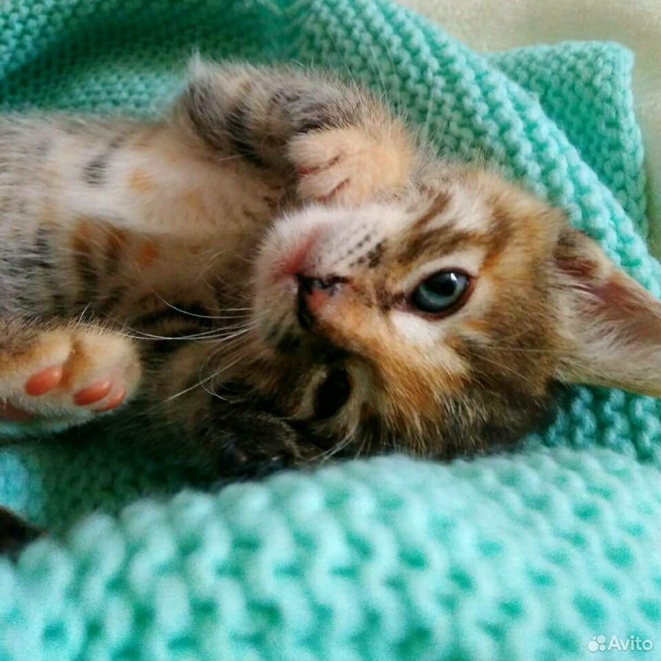 Котёнок в добрые руки