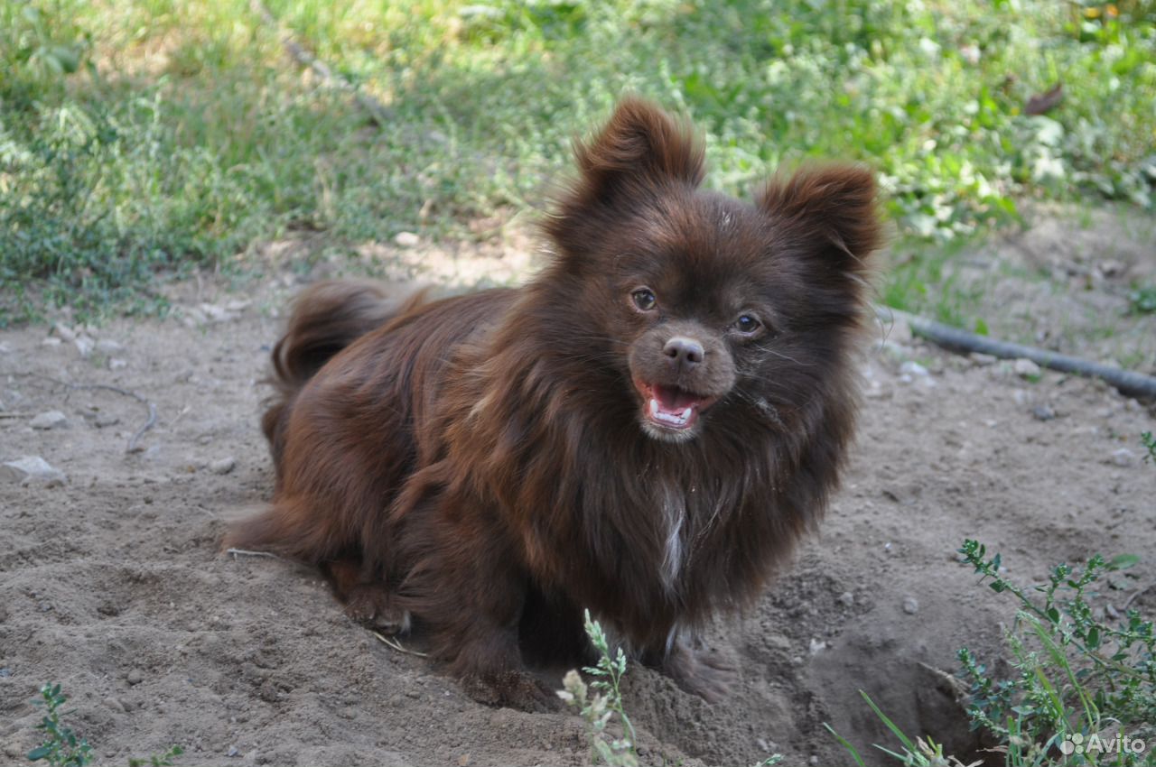 Мальчик шоколадка