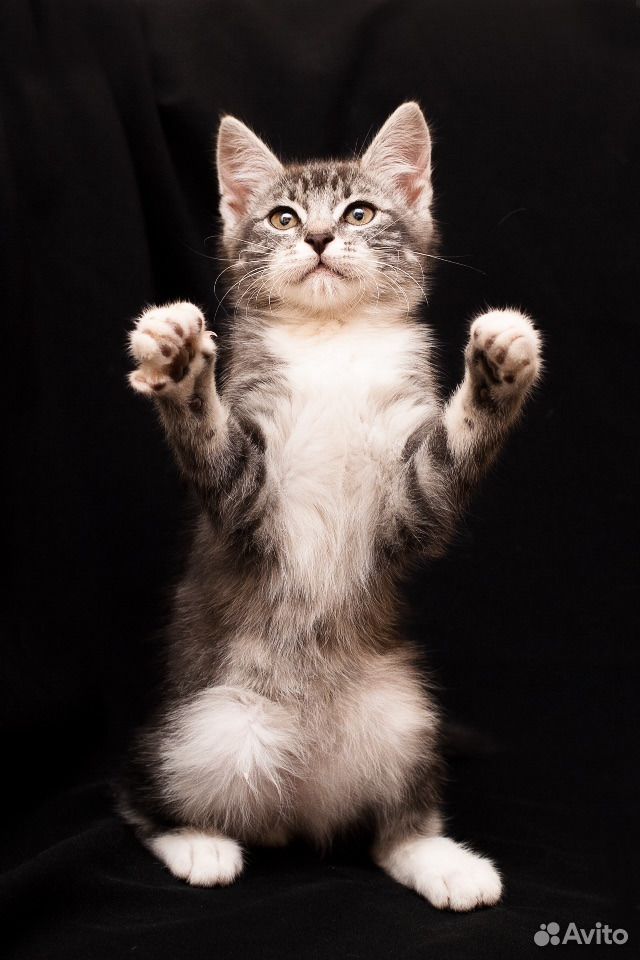 Очаровательные малыши 2 месяца в дар