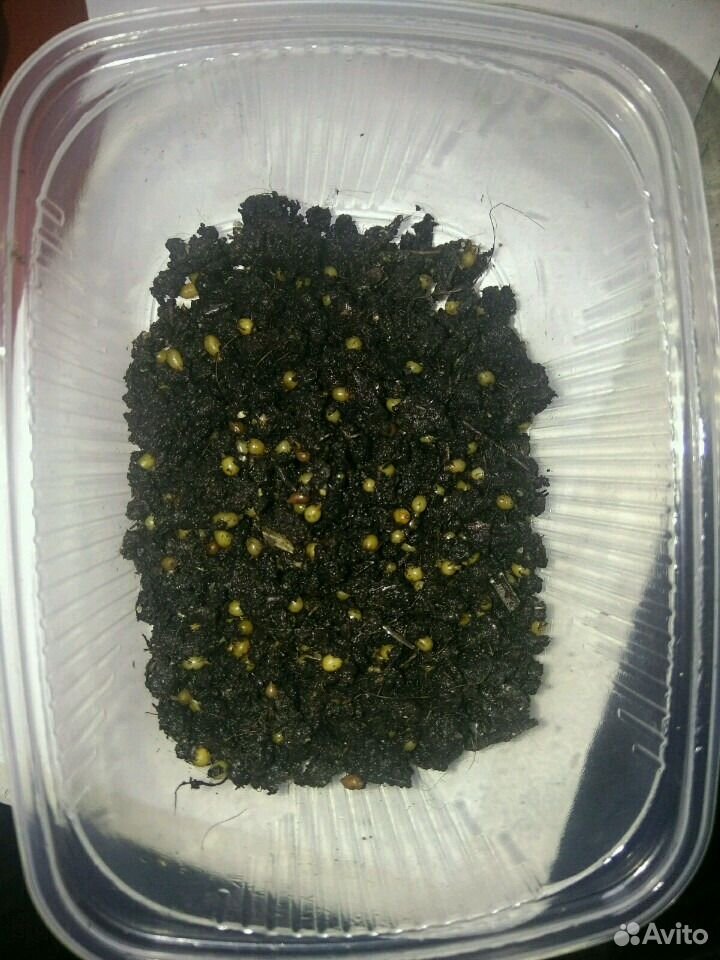 Калифорнийские коконы и черви