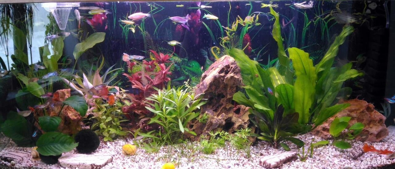 Растения для аквариума, пецилии, гуппи