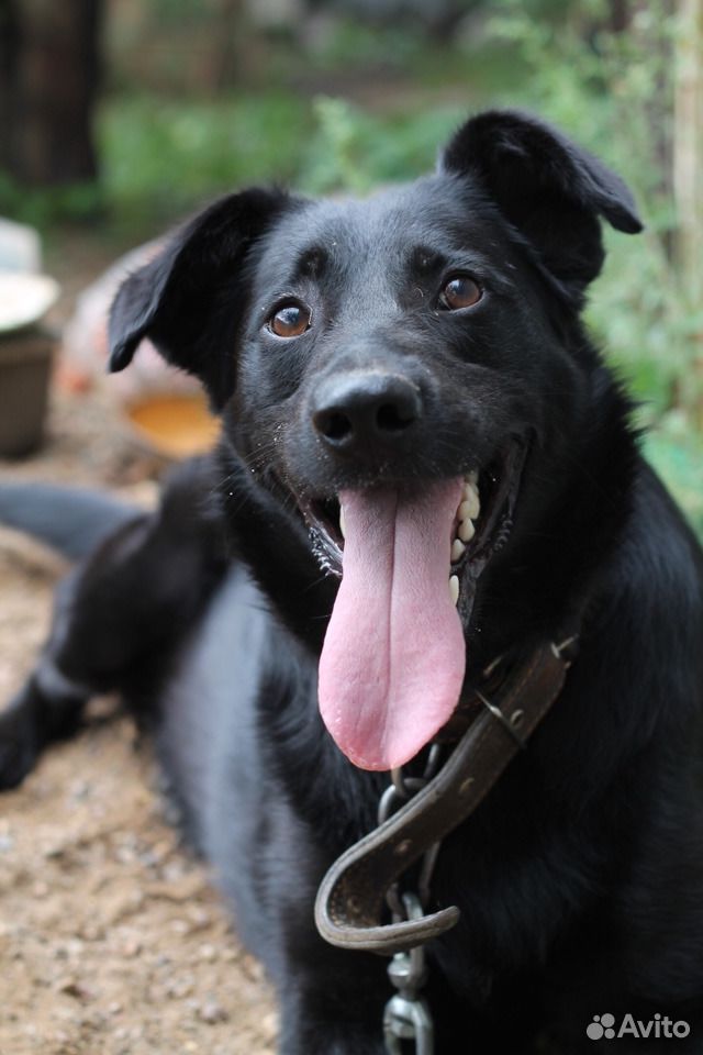 Кобель на цепь