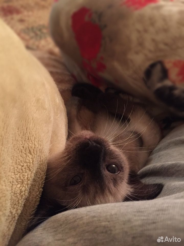 Тайский котёнок