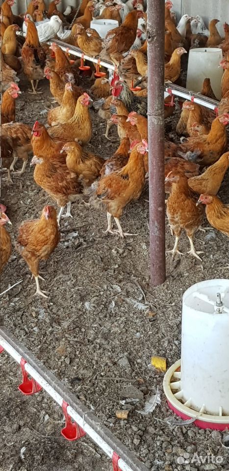 Петушок на мясо