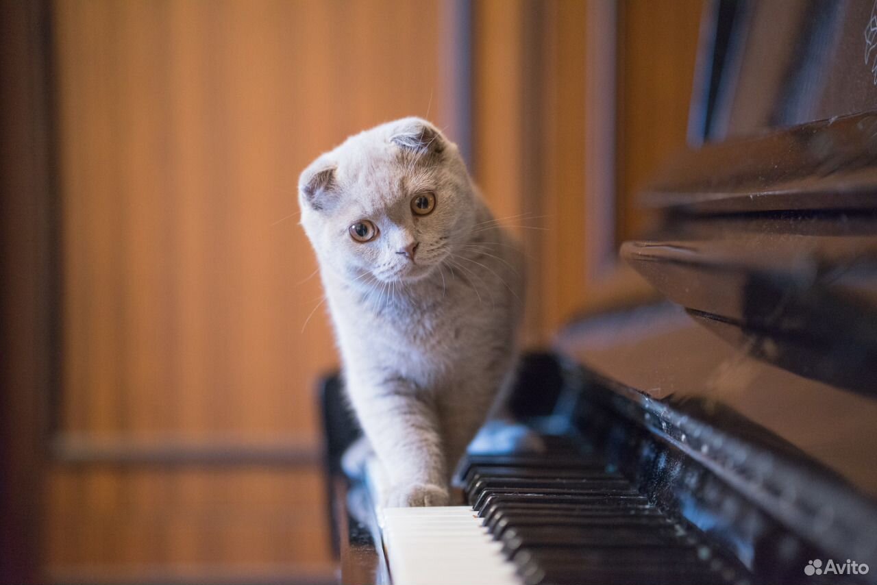 Вислоухий британец