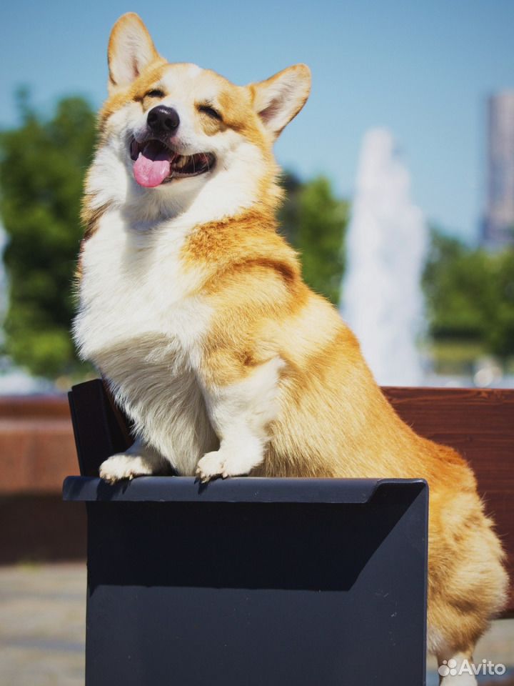 Вельш-корги-пемброка кобель натуральный бобтейл