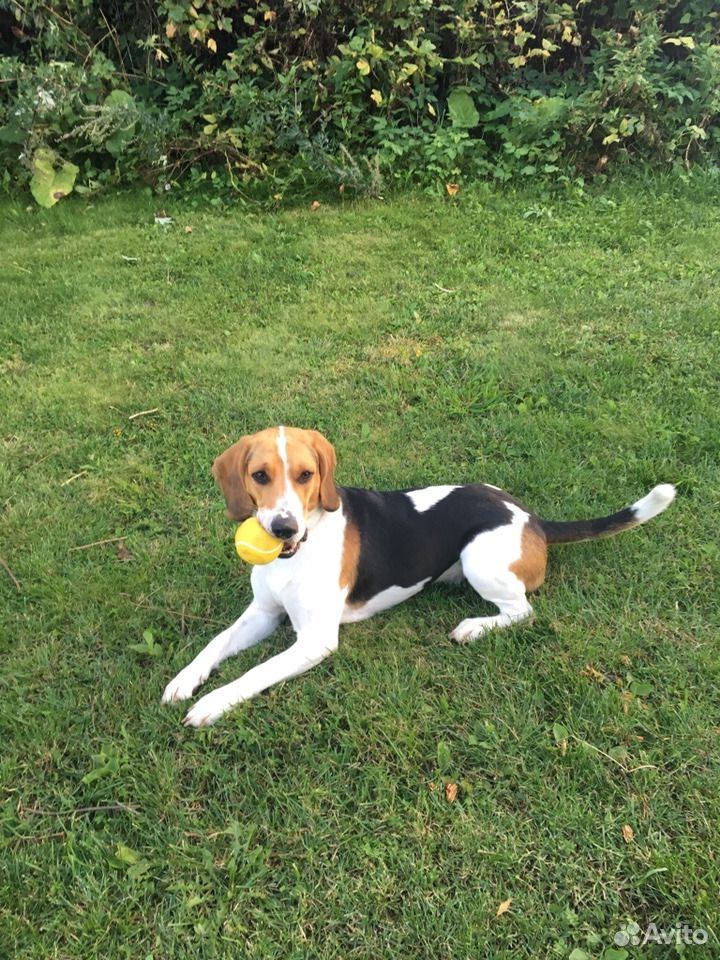 Эстонская гончая вязка