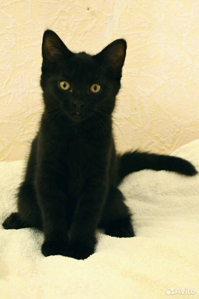 Котенок даром в добрые руки