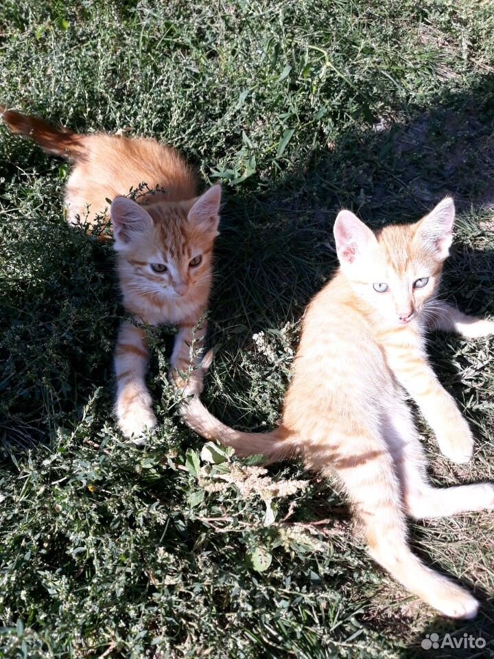 Котята дворовые бесплатно