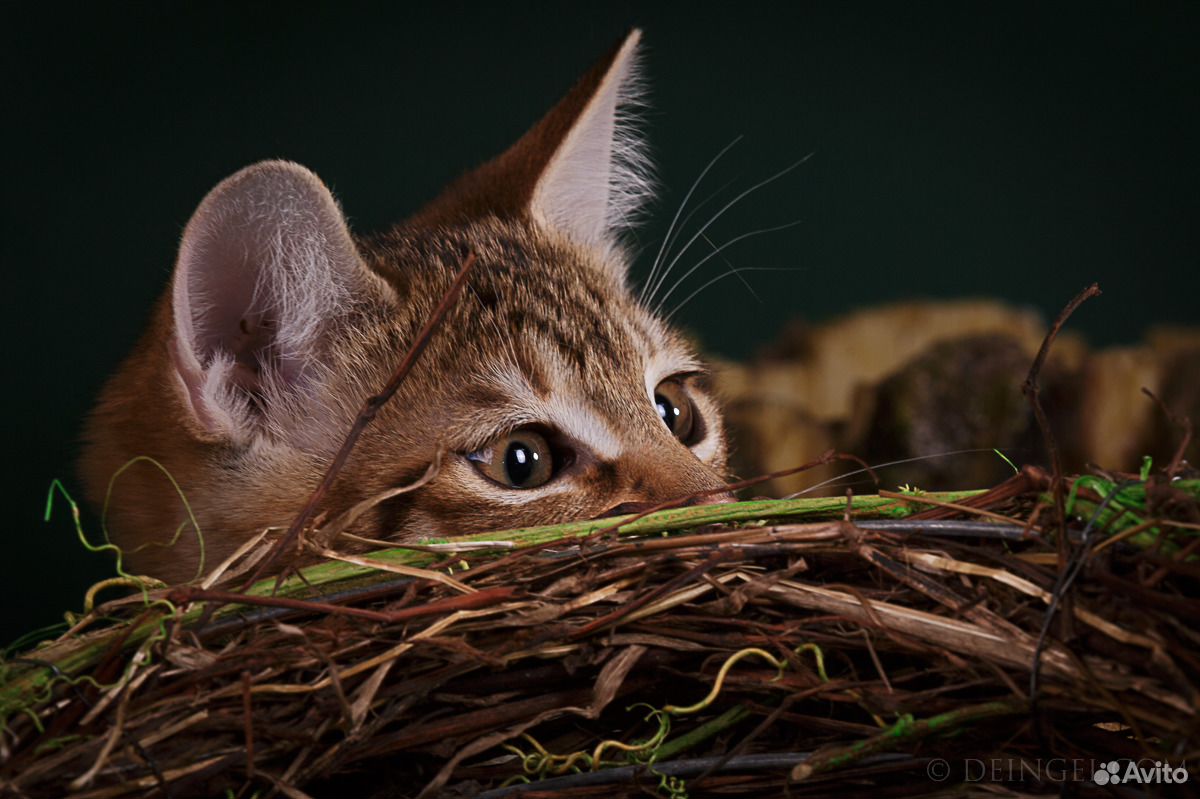 Курбобики золотые от аборигенов о. Итуруп