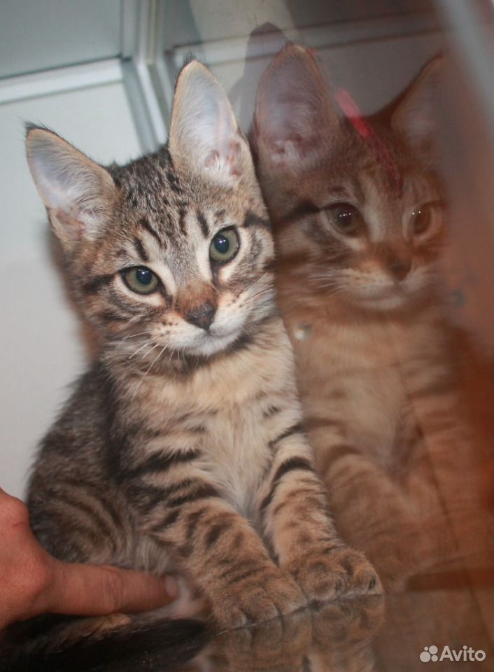 Саванна котик f5 для Любви и Кормления
