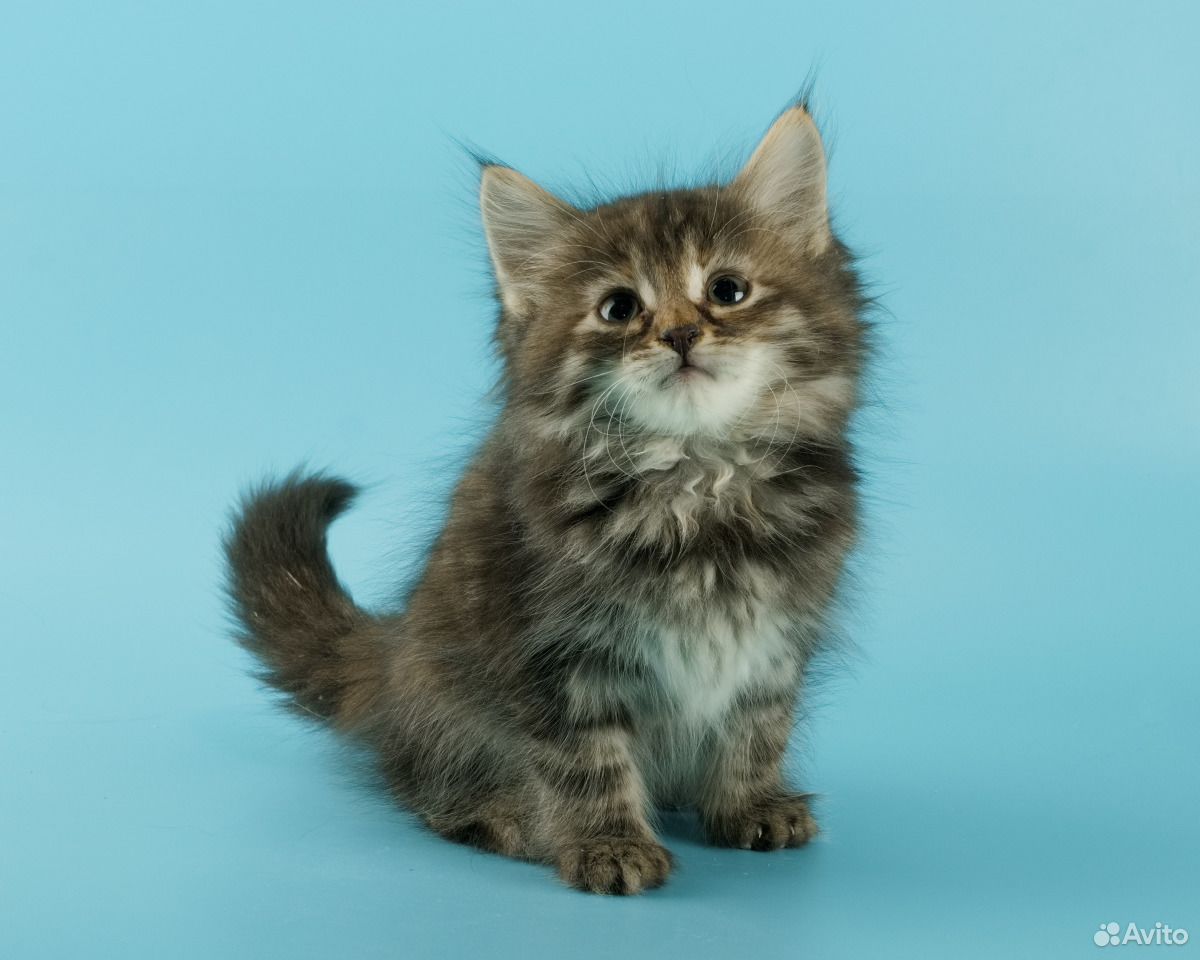 Шикарный сибирский мальчик из питомника с документ