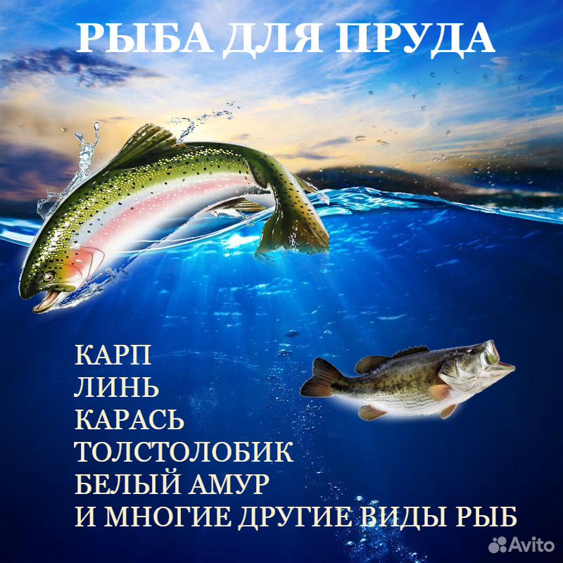 Живая Рыба для Зарыбления пруда Уже в наличии