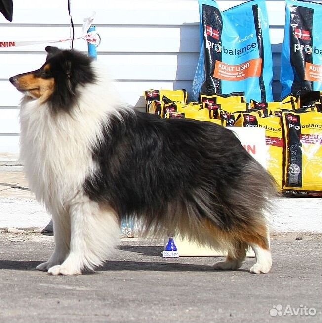 Щенки колли д/ш