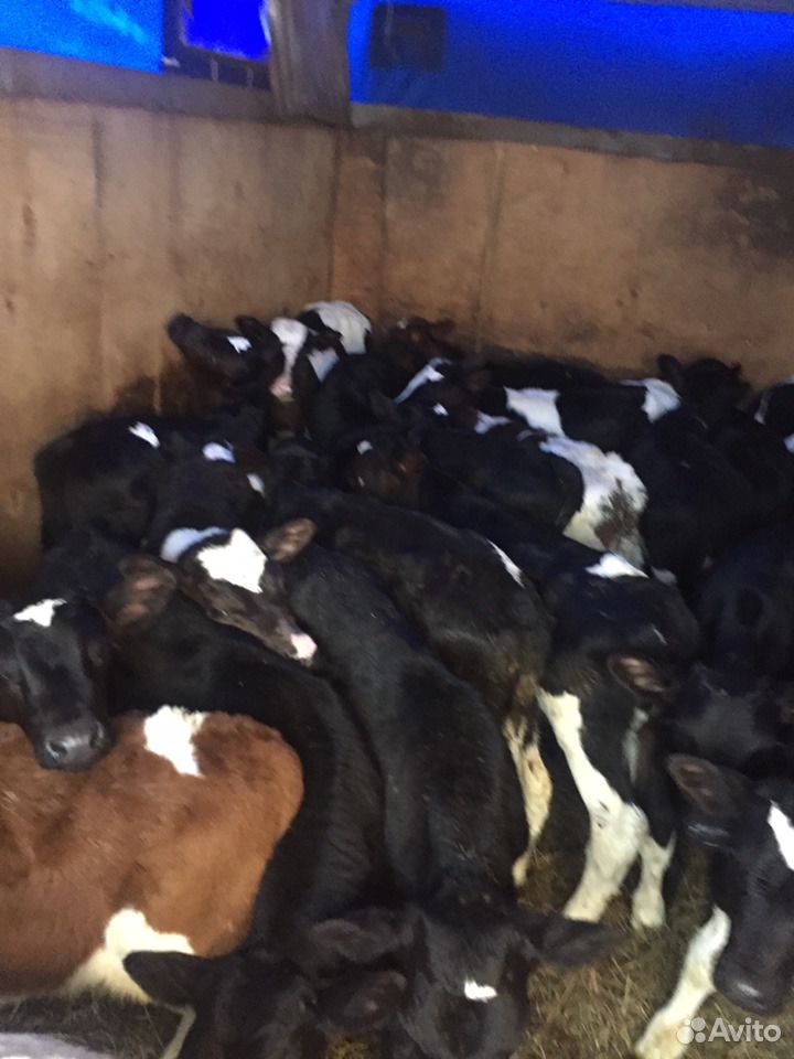 Бычки для выращивания