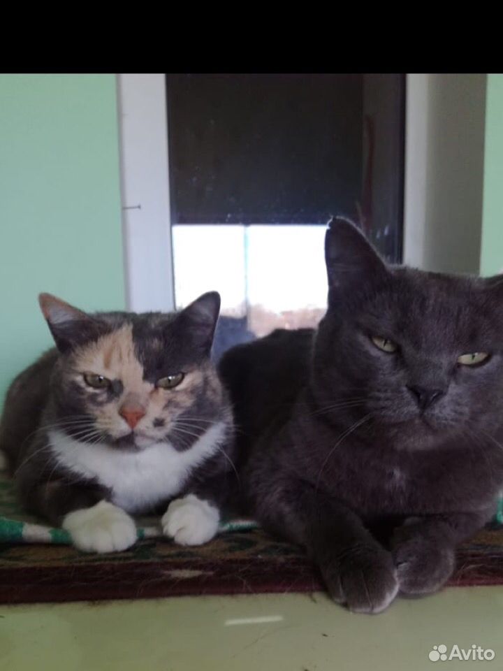 Кот и кошечка - Дымок и Китти в добрые руки)