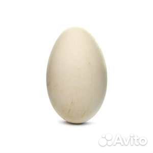 Продаются гусиные яйца и яйца индоуток