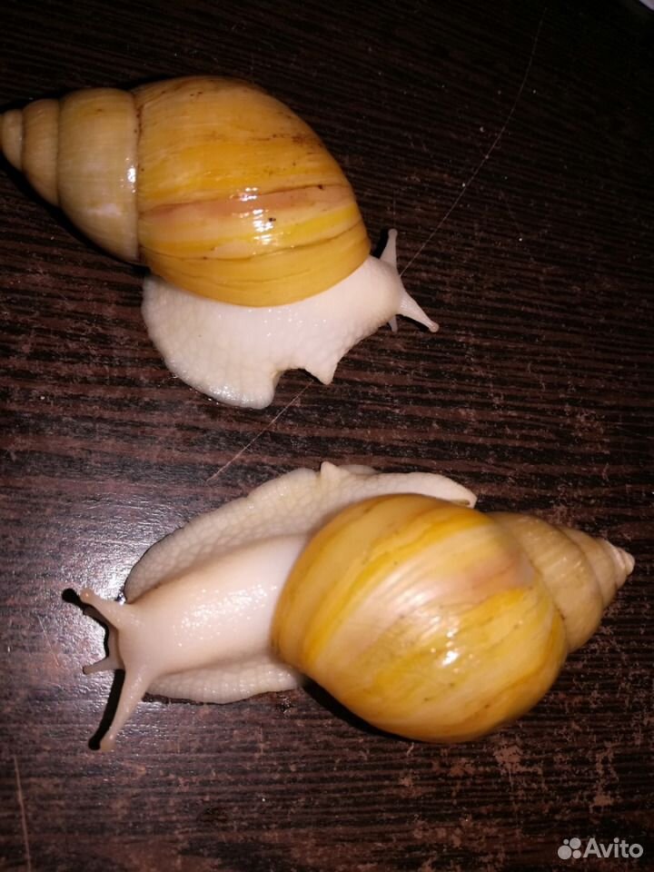 Детки улитки Ахатина Ирадели, Альбино боди