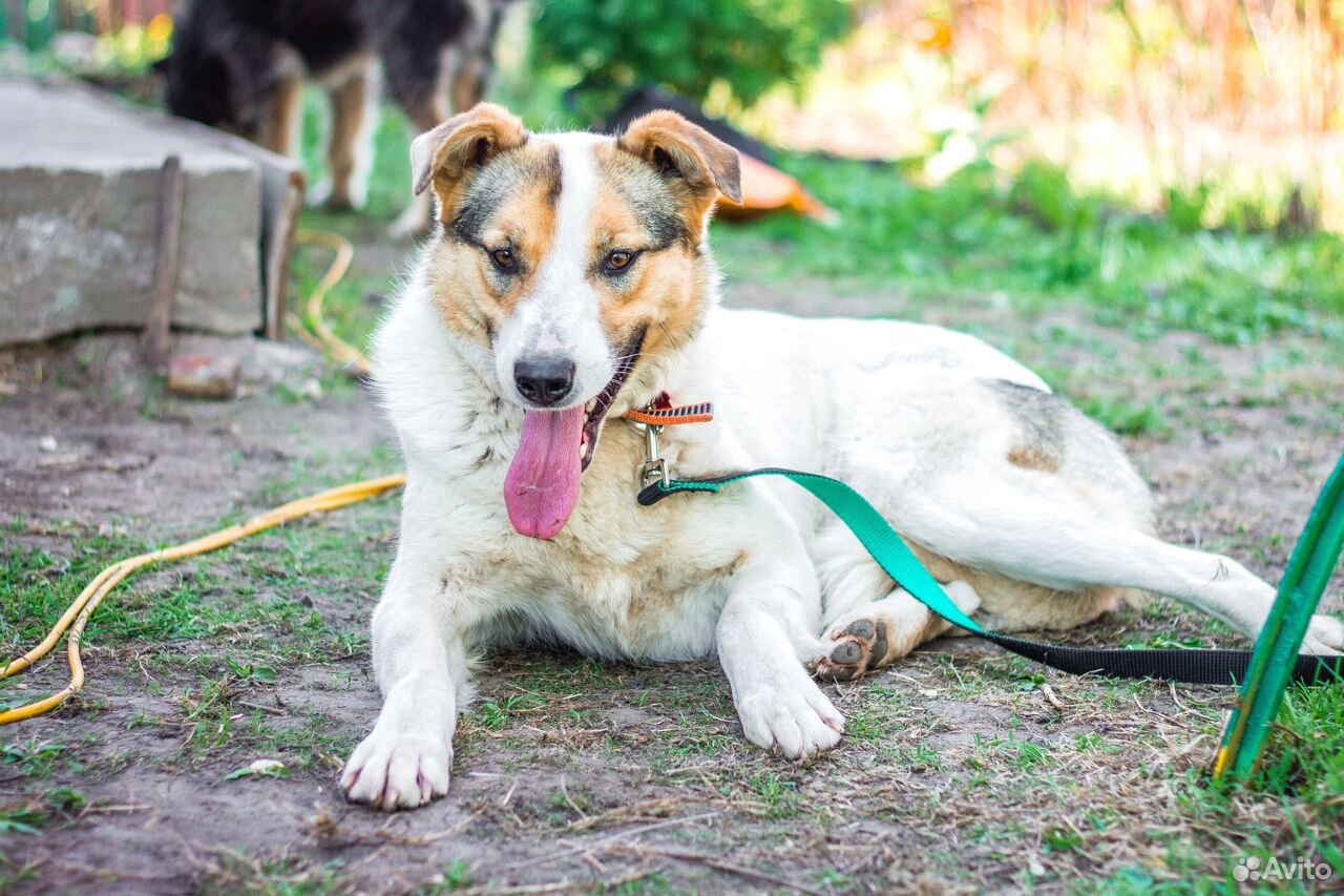 Мальта. Для тех, кто знает толк в собаках