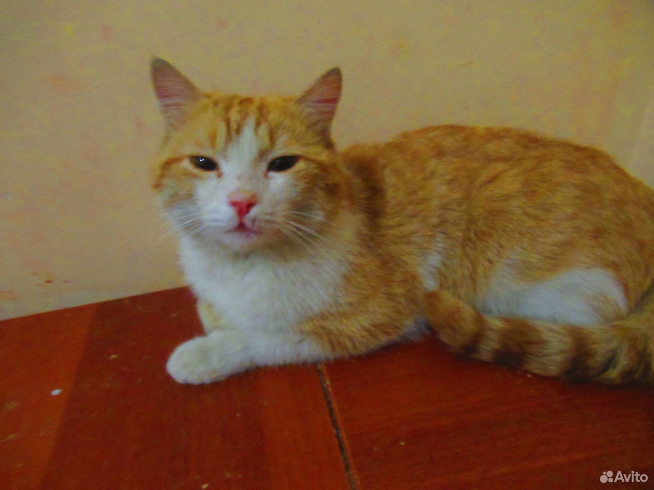 Котик ищет прежний/новый дом(район Перспективный)
