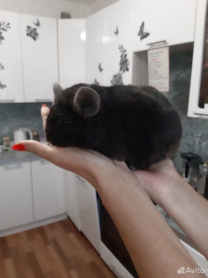 Шиншилла