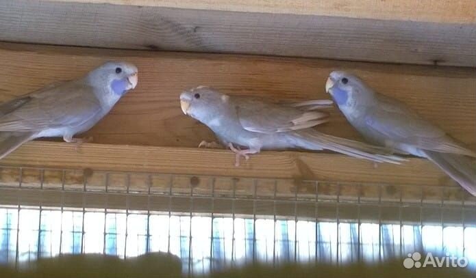 Птенцы пенантовой розеллы морфы