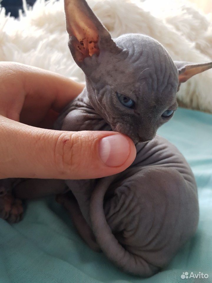 Котята сфинксов