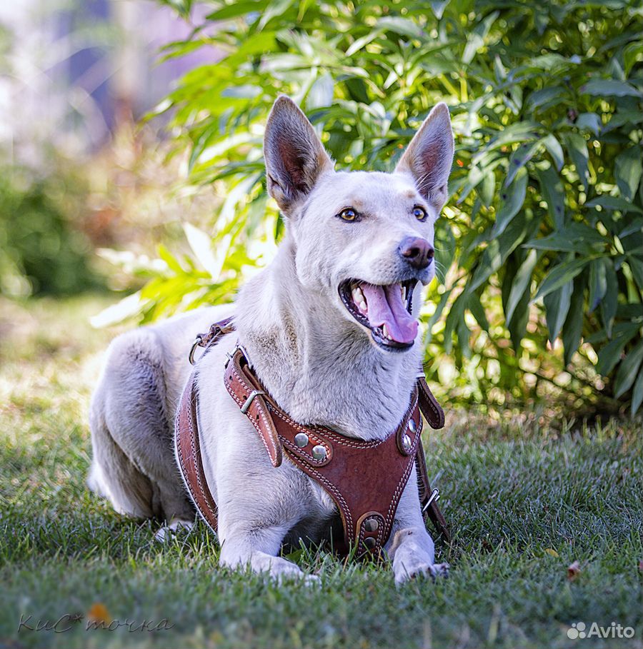 Невероятно позитивный пес ищет семью