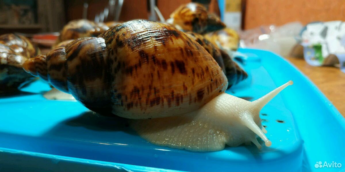 Улитки-ахатины