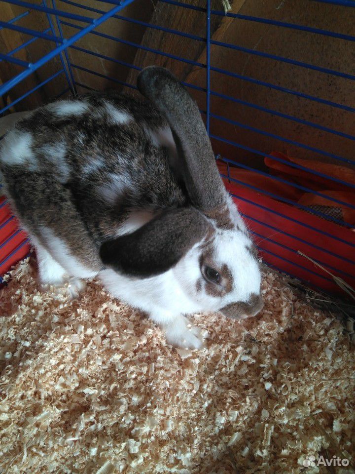 Случка с кроликом