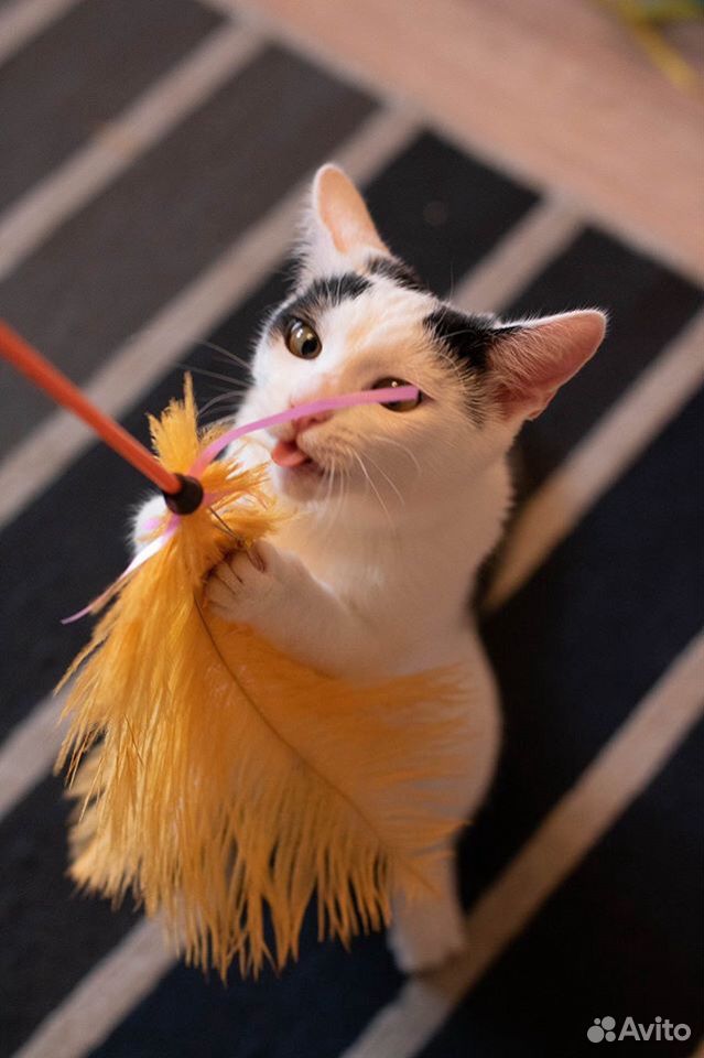 Моника ищет свою семью