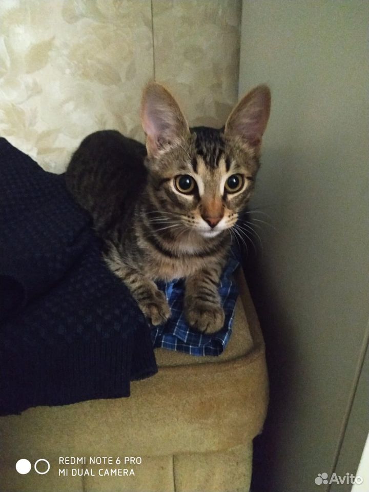 Ласковый котенок Ёшкин-кот в хорошие ручки