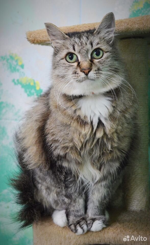 Кошечка в добрые руки