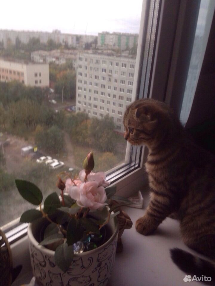 Скоттиш Фолд тигровый на золоте