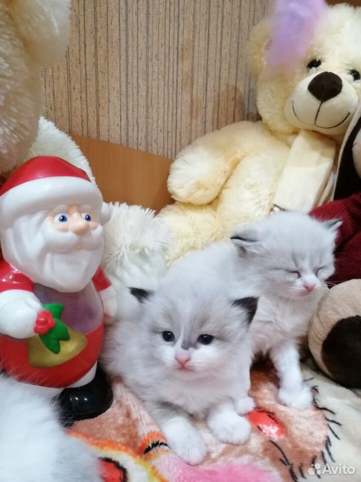 Васильковые глазенки. (рэгдолл)